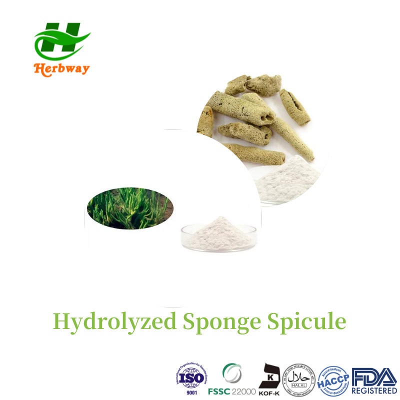 99% Hydrolyzed Sponge Spicule for Cosmetics White Powder Tested by HPLC