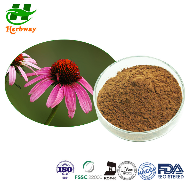 25kg/Drum Plant Extract Powder 70831-56-0 Echinacea Purpurea L Moench